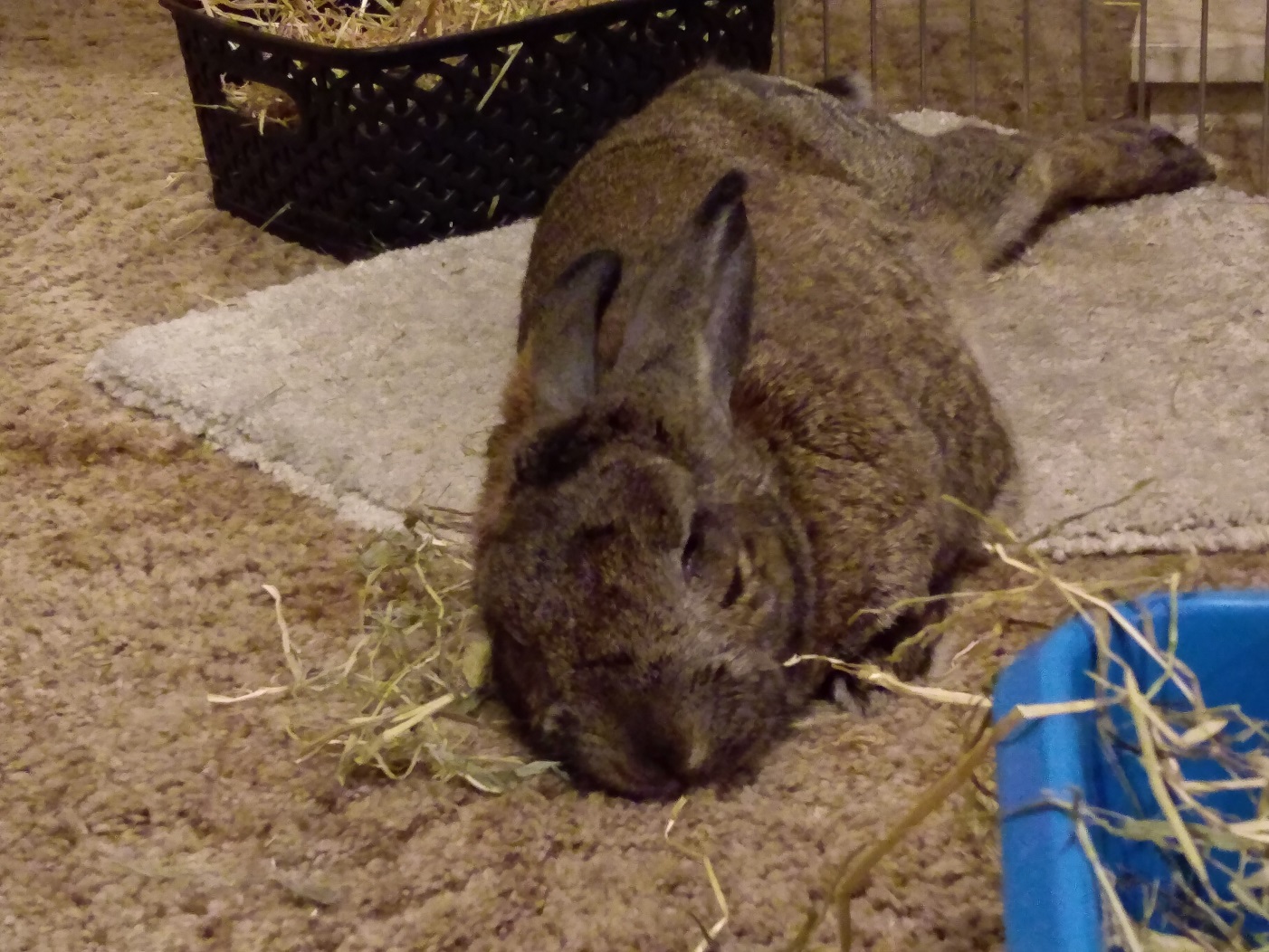 Pain / Arthritis in old rabbit (pic heavy) | Rabbits United